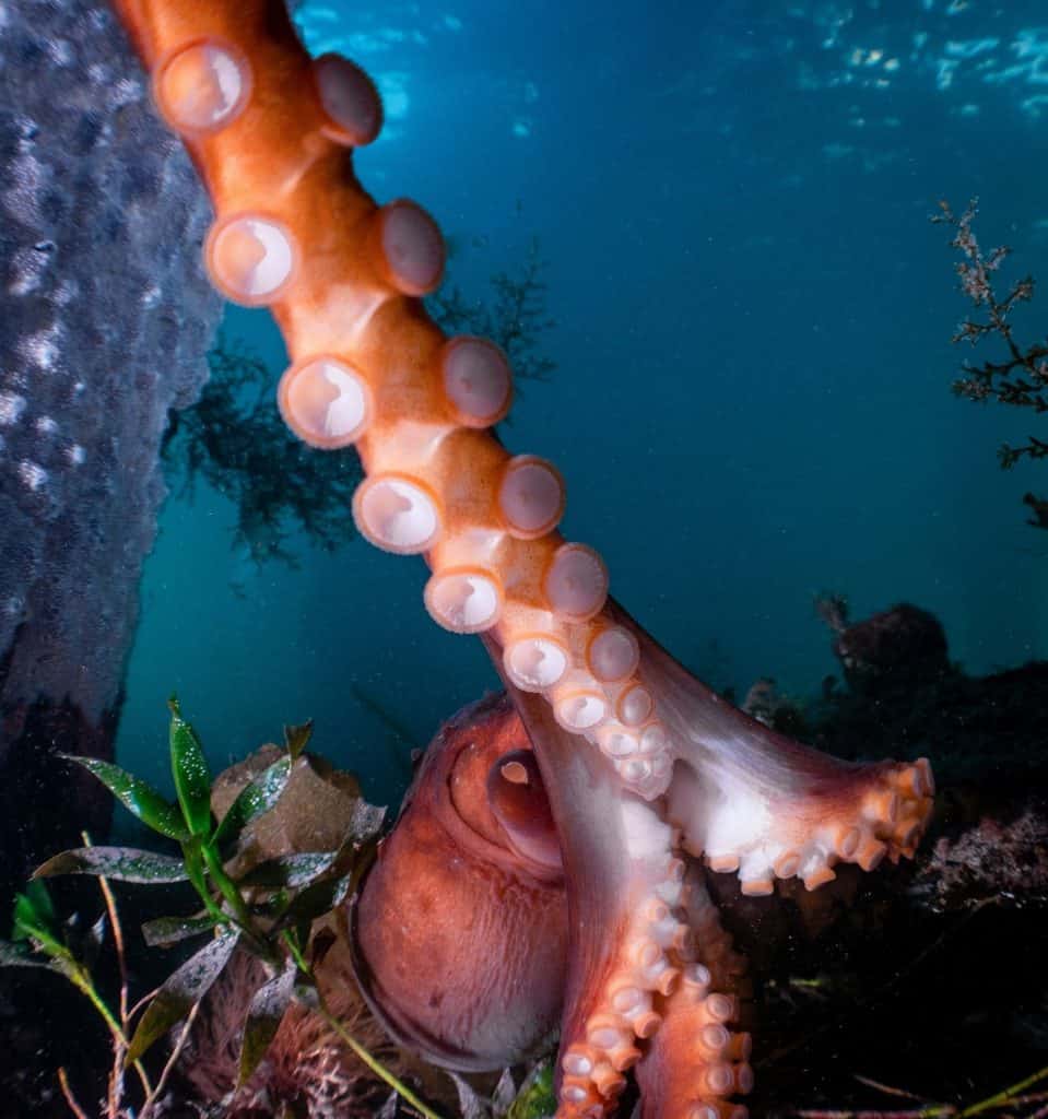 squid suction cups teeth