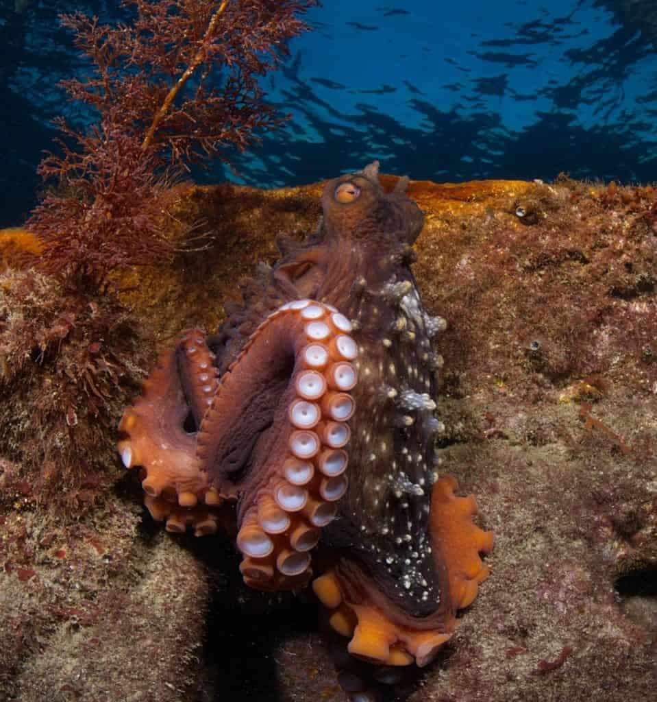 squid suction cups teeth