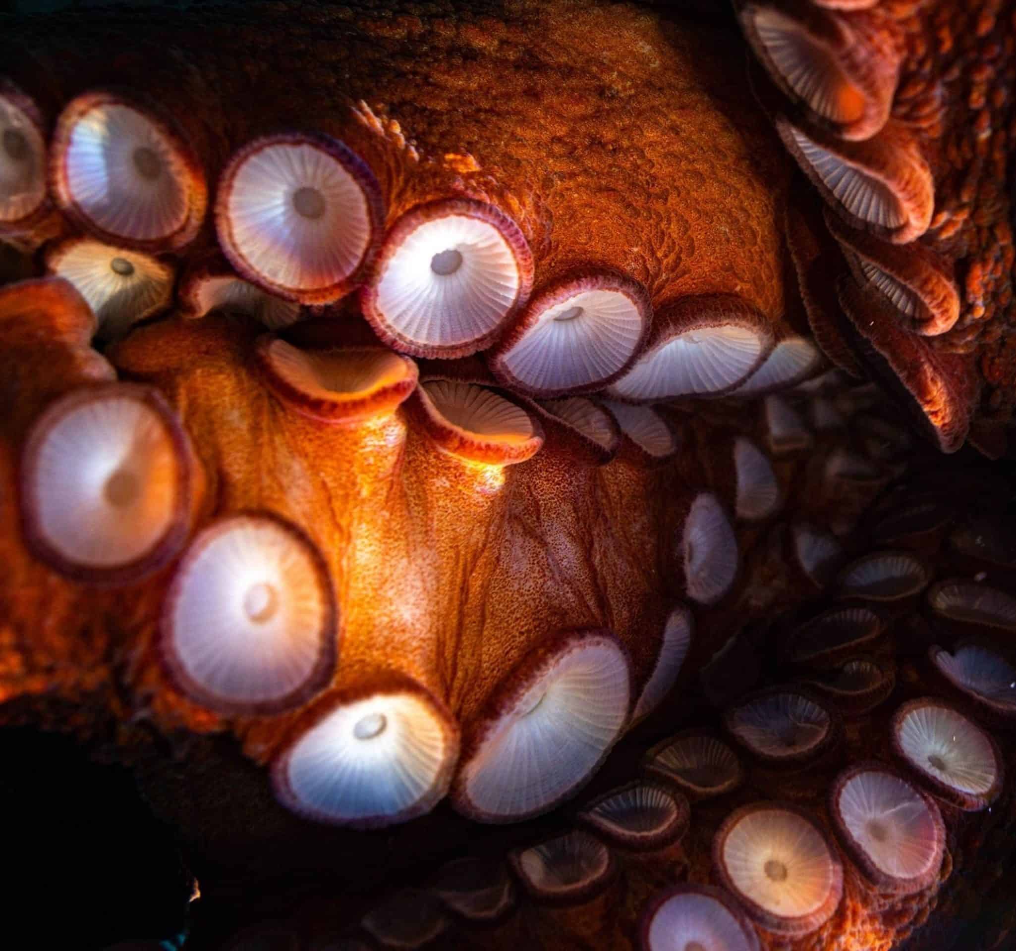 Here's Everything You Want To Know About Octopus Suckers! - OctoNation ...
