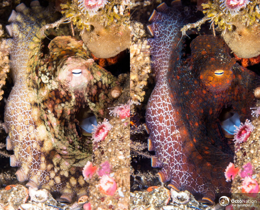 does octopus change color