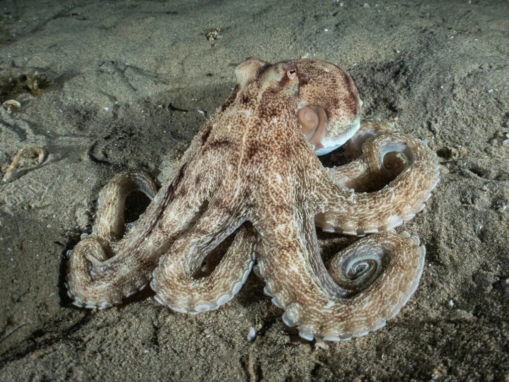 tentacles in octopus