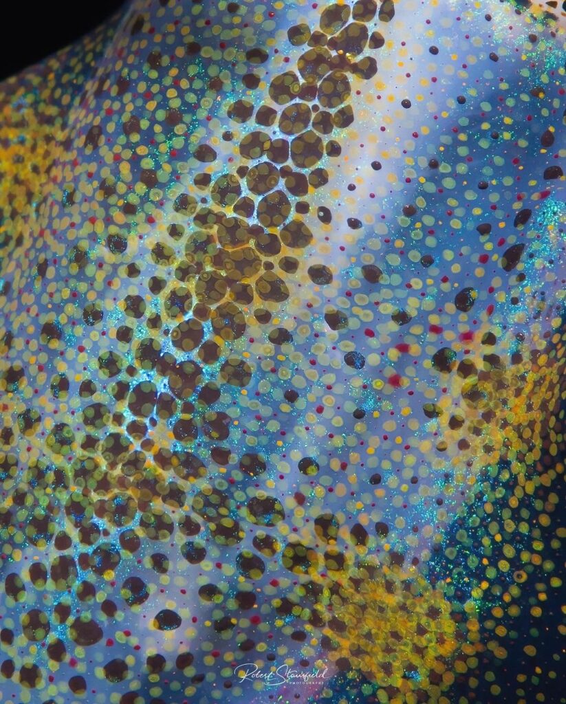 squid chromatophores function