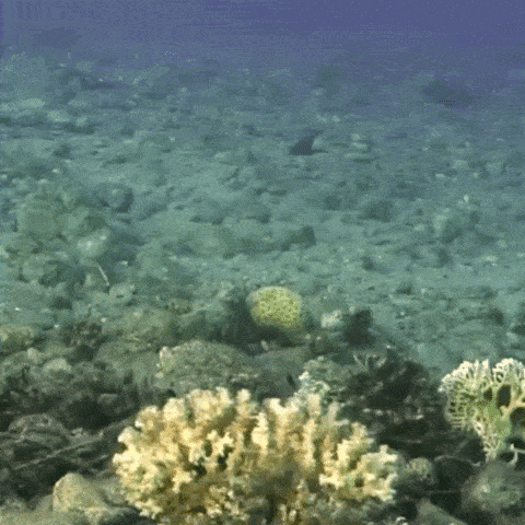 The Octo-Punch: The Truth Behind Why Octopuses Punch Fish - OctoNation ...