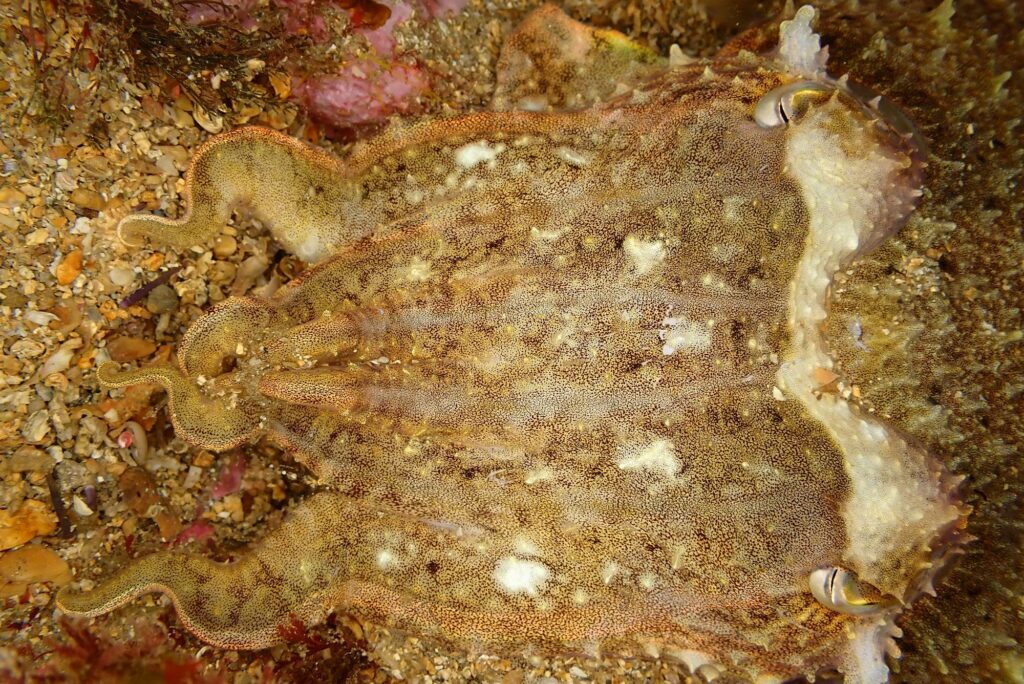 how do octopus sleep