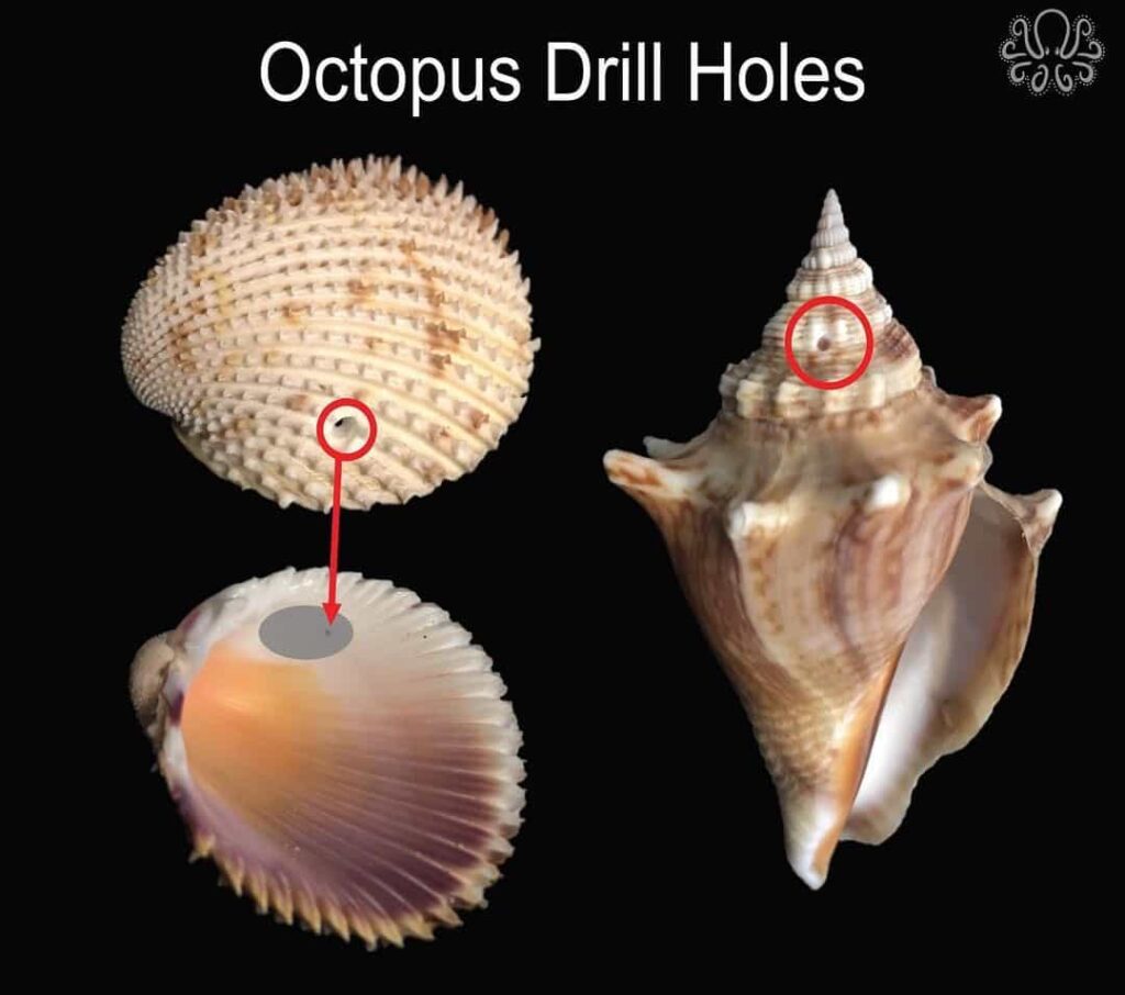 What Are 5 Things An Octopus Eats? - OctoNation - The Largest Octopus ...