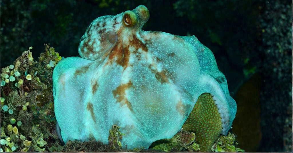 Octopus Anatomy: A Complete Guide, Inside & Out | OctoNation