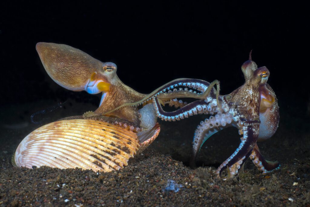 how do octopus move