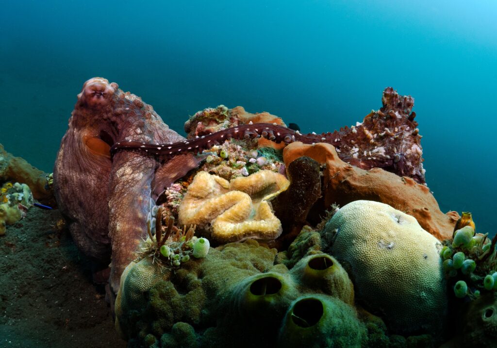 blanket octopus mating