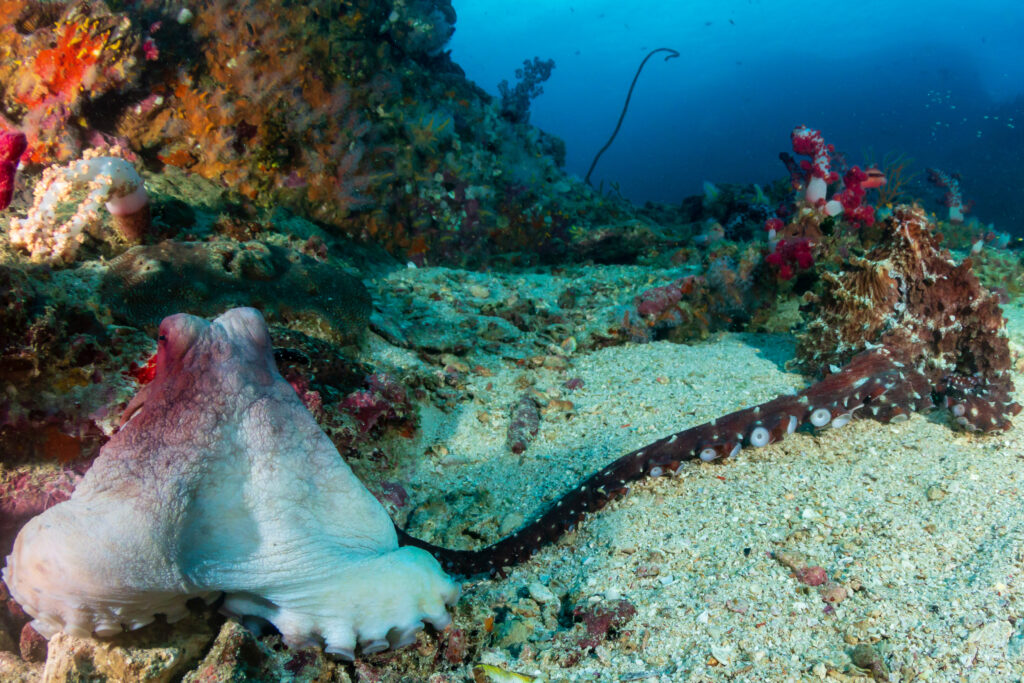 blanket octopus mating