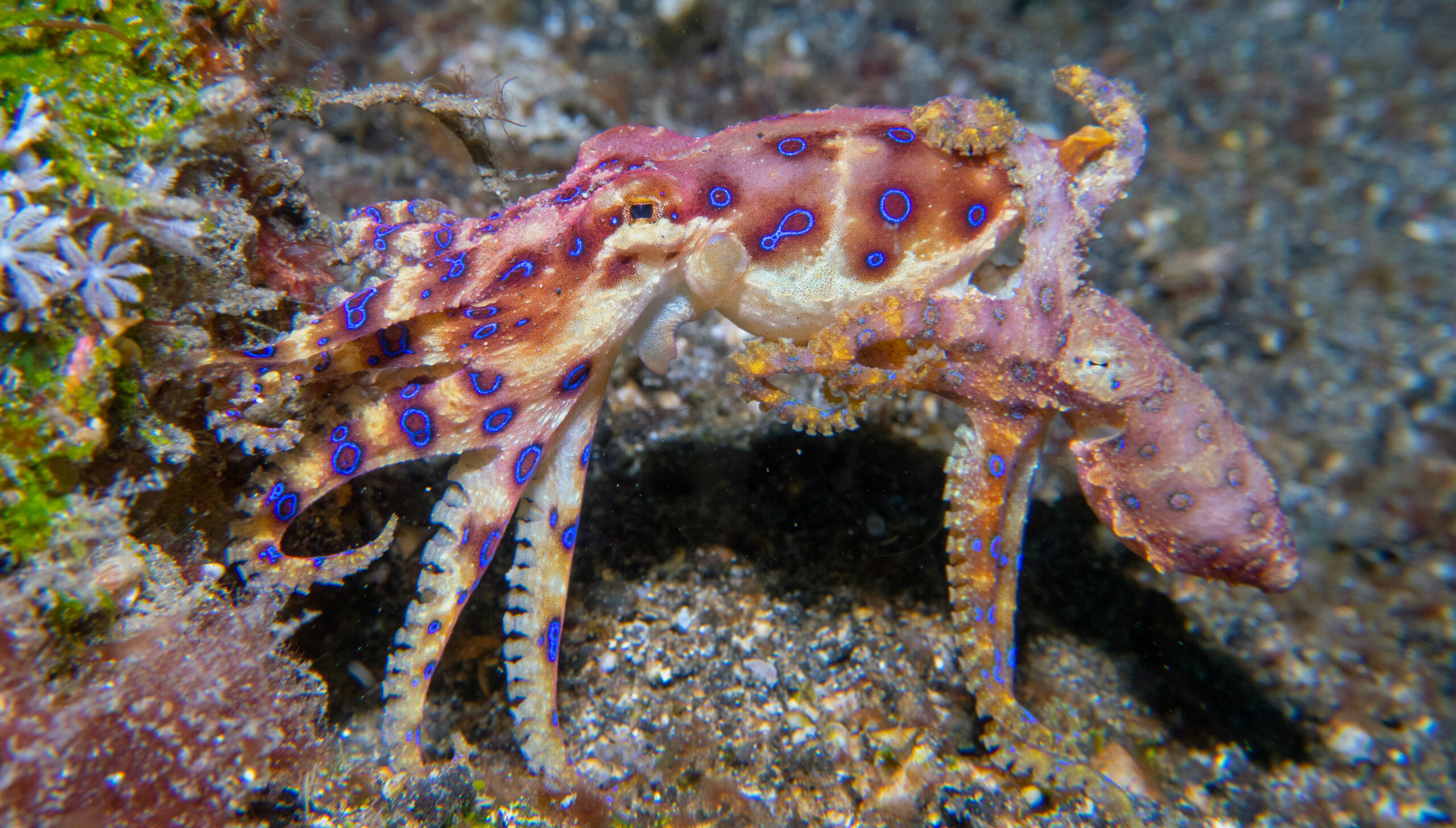 Octopus Sex & Mating: 8 Science‑Backed Facts You Can’t Miss ...