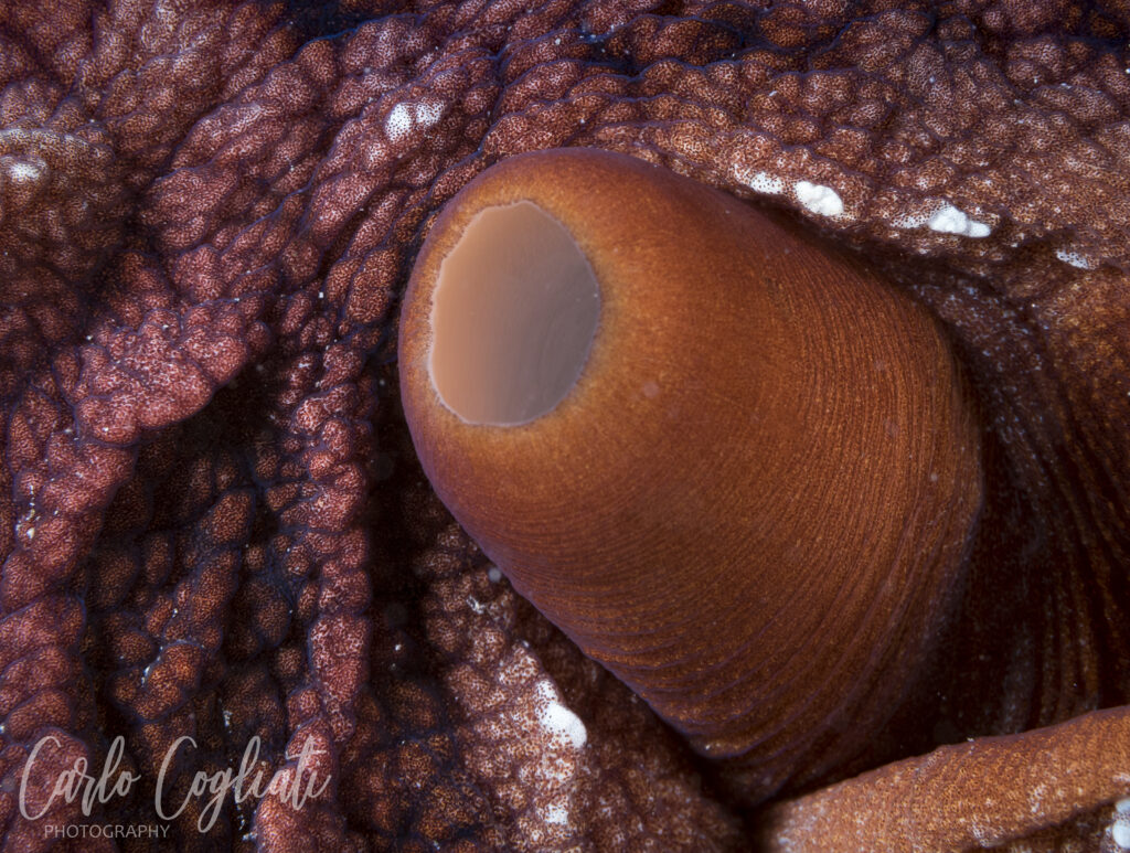 octopus gills function