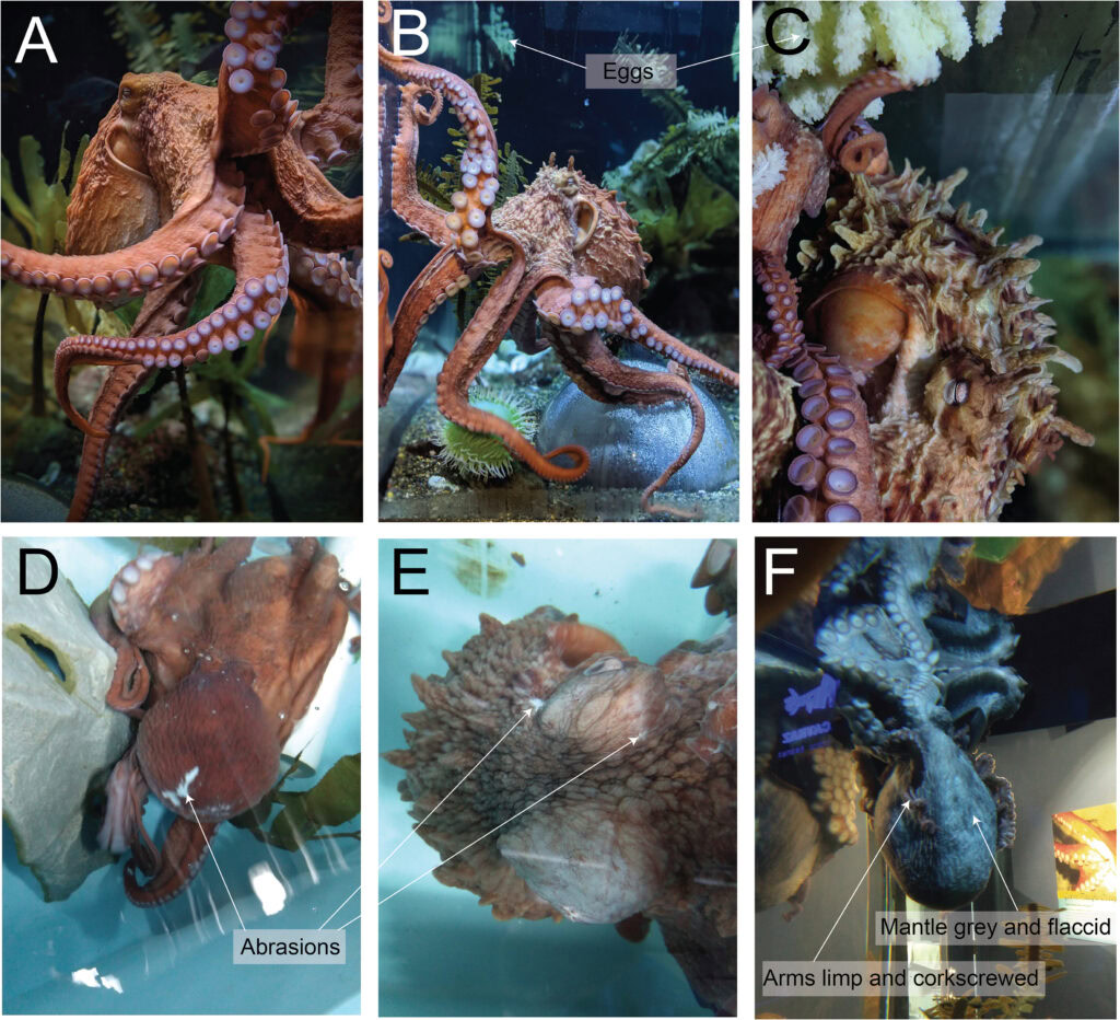 When Do Senescent Octopuses Feel Pain? - OctoNation - The Largest ...