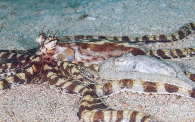 mimic octopus weight