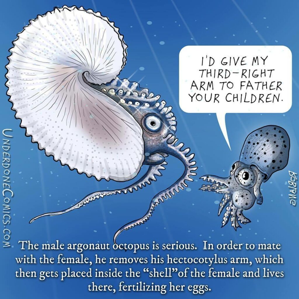 “Sperm Worms”: How Male Argonauts Taught Scientists About Octopus Sex ...