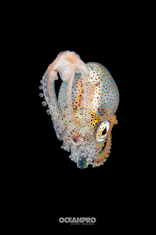 “Sperm Worms”: How Male Argonauts Taught Scientists About Octopus Sex ...