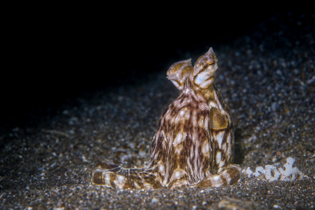 mimic octopus crab