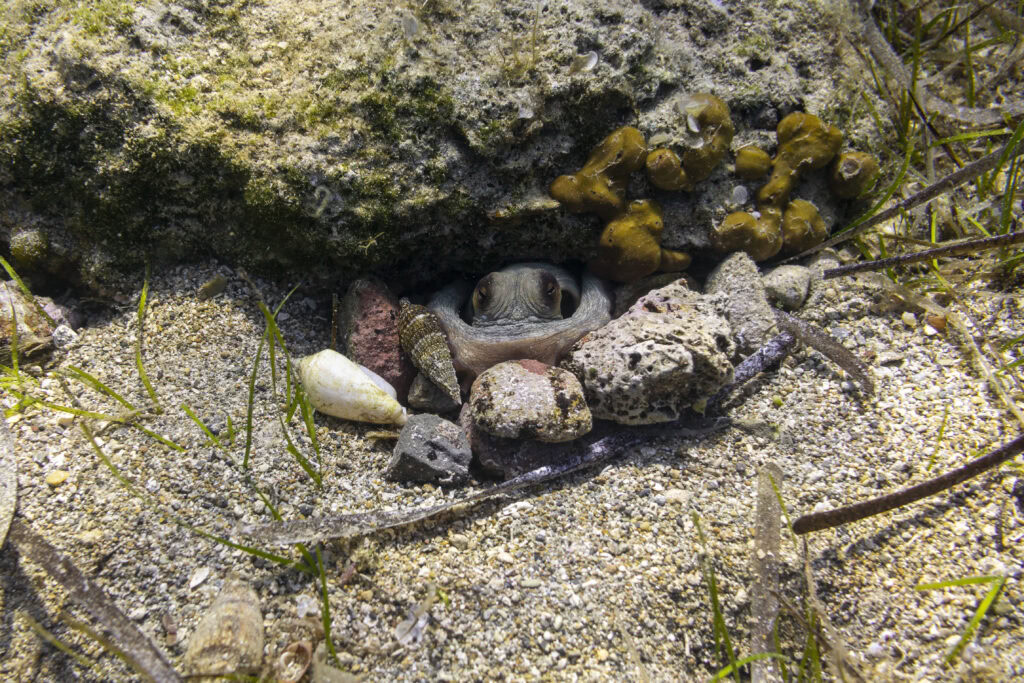 What Are 5 Things An Octopus Eats? - OctoNation - The Largest Octopus ...