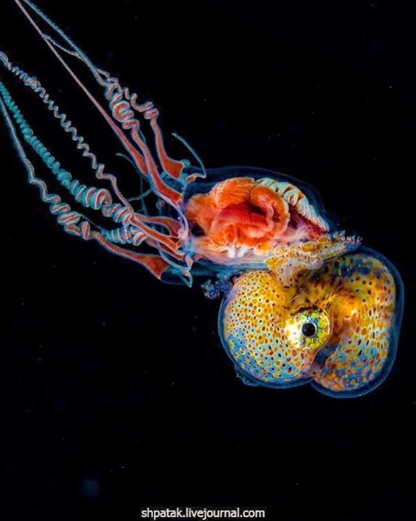 “Sperm Worms”: How Male Argonauts Taught Scientists About Octopus Sex ...