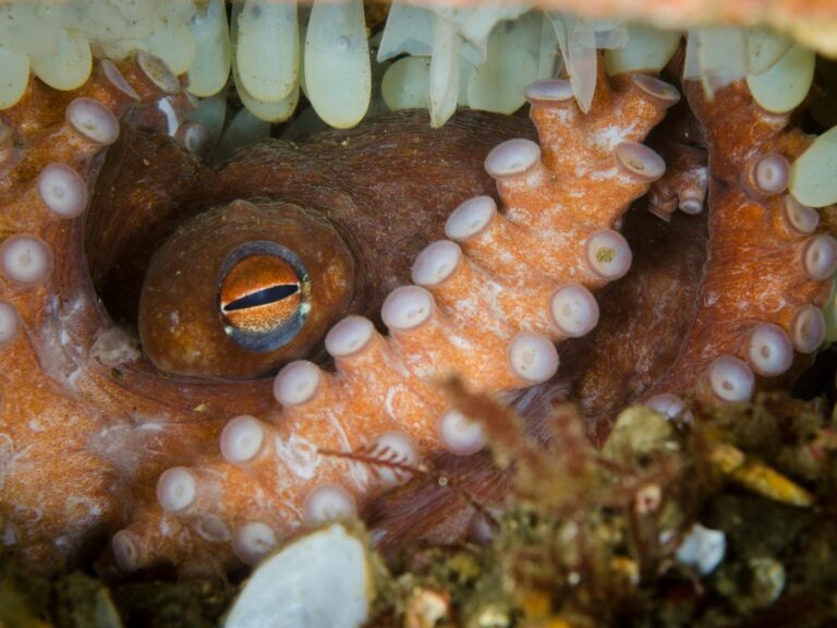 Do Octopus Have Beaks? - OctoNation - The Largest Octopus Fan Club!