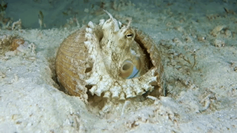 siphon octopus function