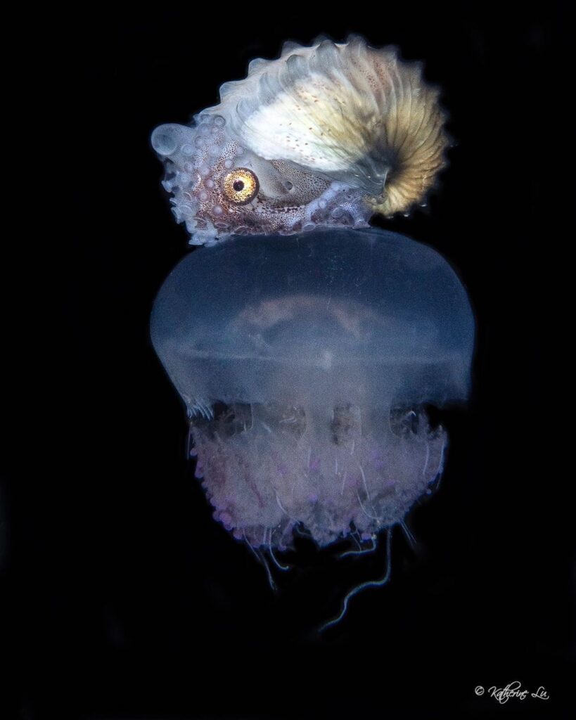 How An Argonaut Shell Is Spun Out Of Their Arms - OctoNation - The ...