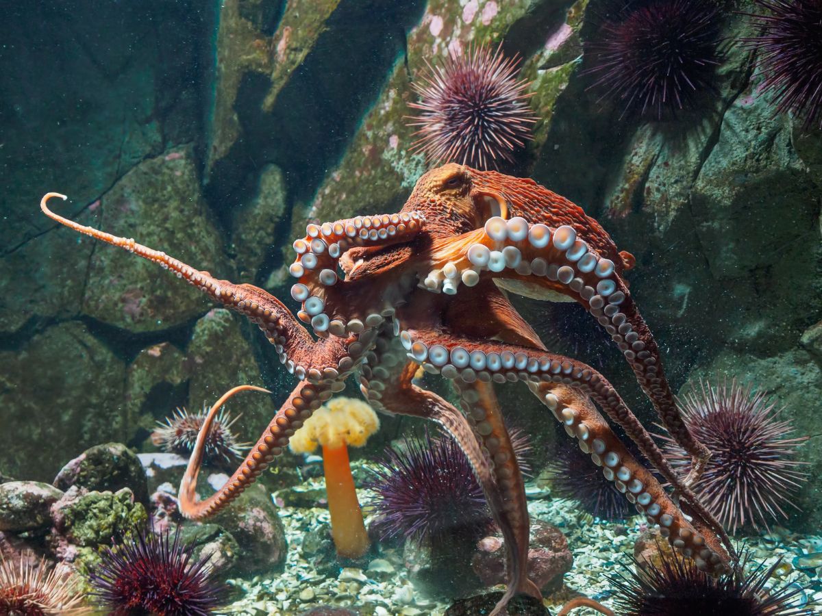 Remarkably Bright Creatures Movie: Cast, Trailer & Octopus Facts