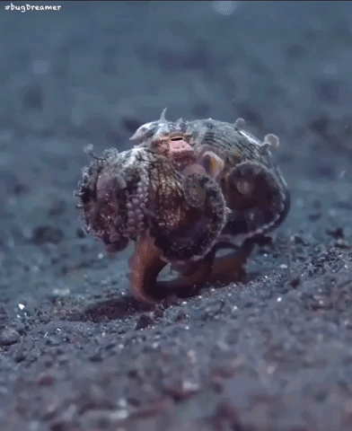 Do The (Bipedal) Locomotion! 'Two-Legged' Walking In Octopods ...