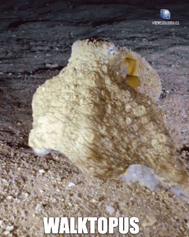 Do The (Bipedal) Locomotion! 'Two-Legged' Walking In Octopods ...