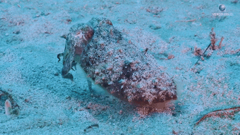 Do The (Bipedal) Locomotion! 'Two-Legged' Walking In Octopods ...