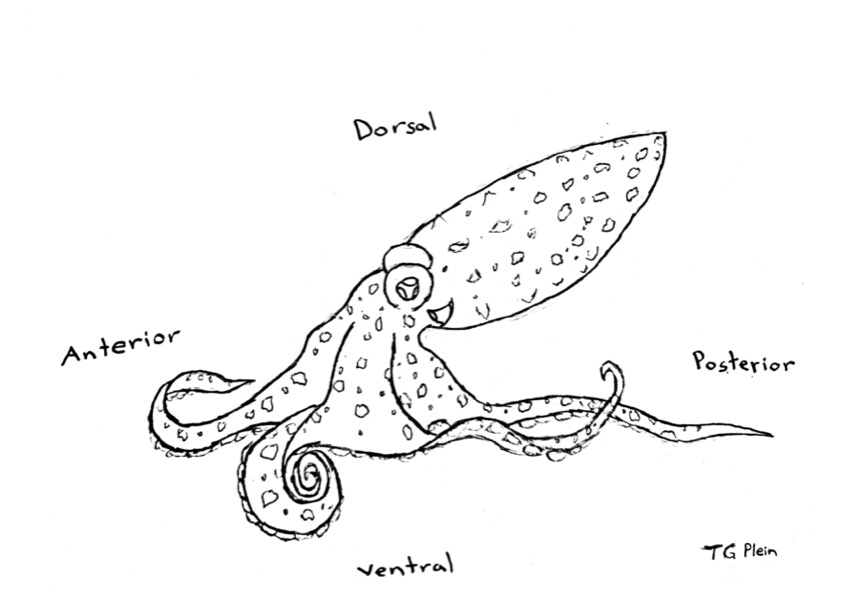 Do The (Bipedal) Locomotion! 'Two-Legged' Walking In Octopods ...
