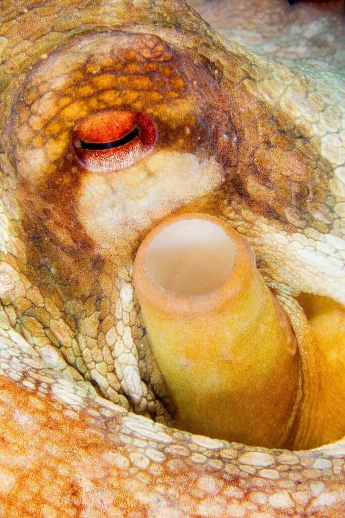 octopus gills function