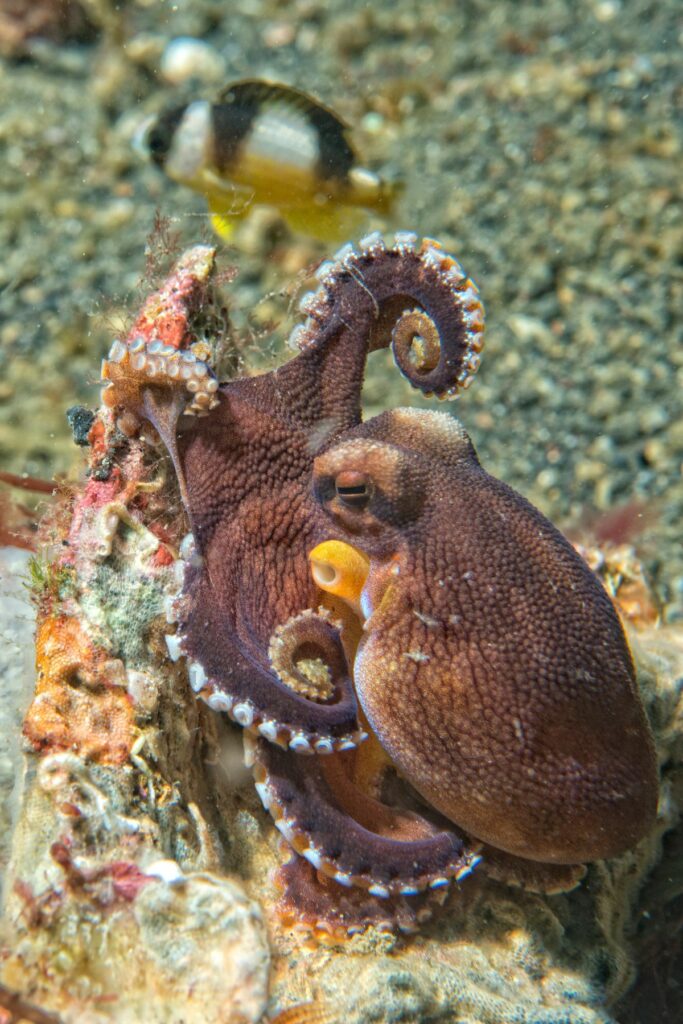 nope octopus