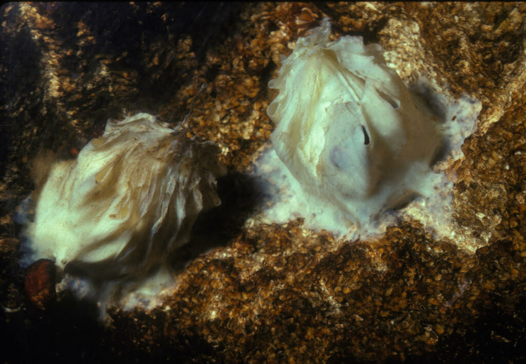 10 Facts About Baby Nautilus! - OctoNation - The Largest Octopus Fan Club!