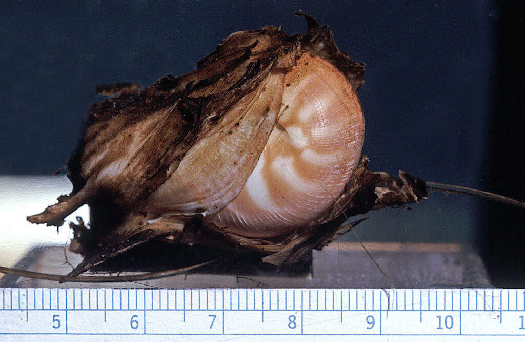 10 Facts About Baby Nautilus! - OctoNation - The Largest Octopus Fan Club!