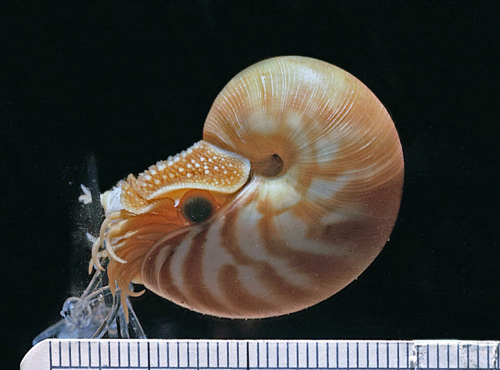 how does a nautilus shell grow