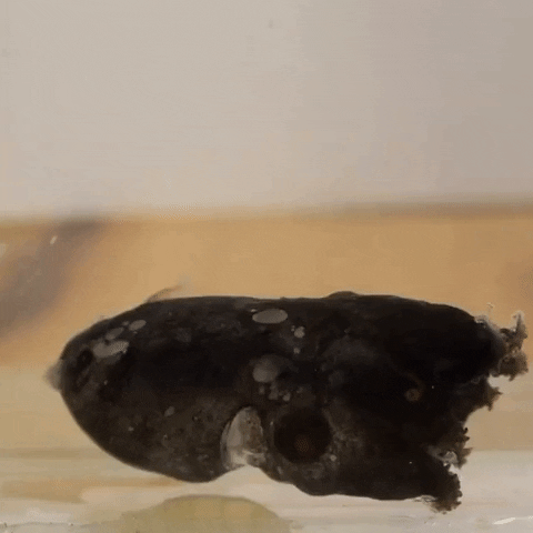 vampire squid life cycle