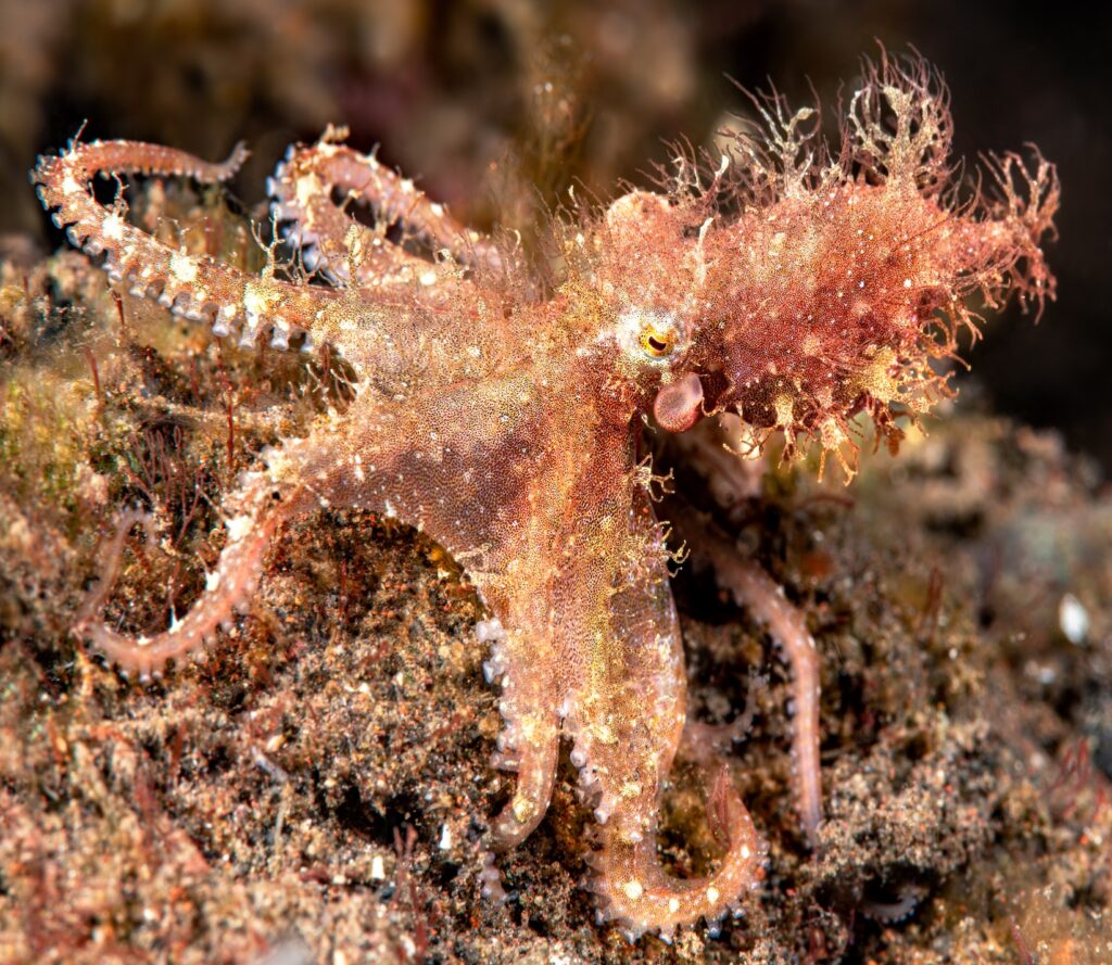 small floating octopus species