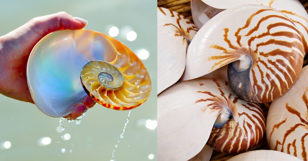 how does a nautilus shell grow