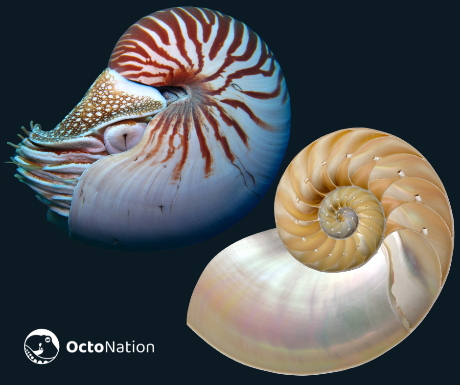 nautilus shell cephalopod