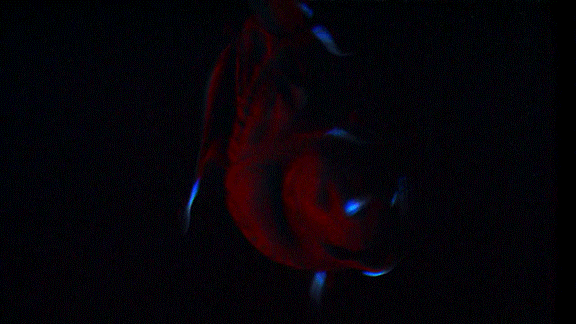 vampire squid glow