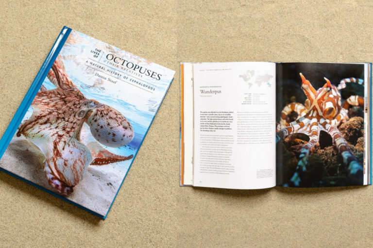 "That Octopus Book" Remarkably Bright Creatures is Becoming a Movie ...