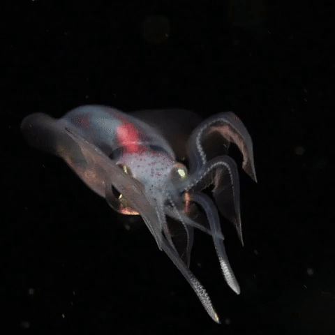 'Cephalotography' Of The Week: Jialing Cai - OctoNation - The Largest ...