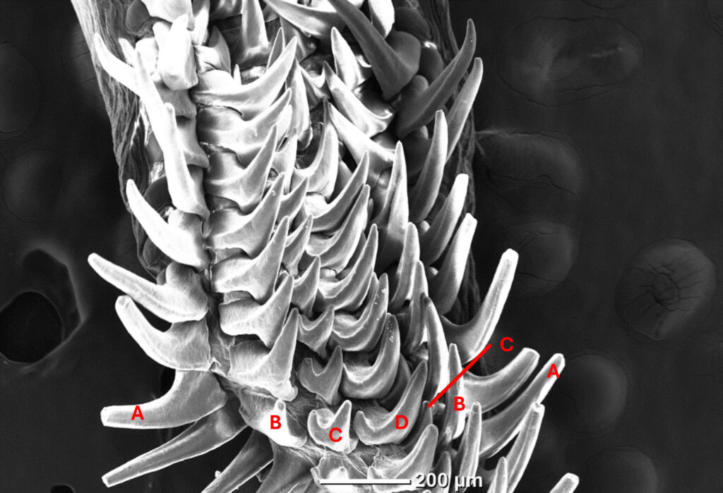 Octopus Teeth: The Tiny Chainsaw Inside an Octopus’ Mouth - OctoNation ...
