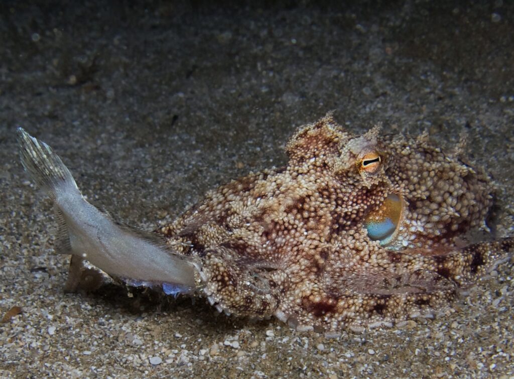 do octopus have sharp teeth