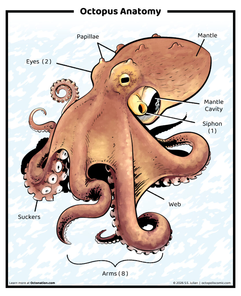 Octopus Anatomy: A Complete Guide, Inside & Out | OctoNation