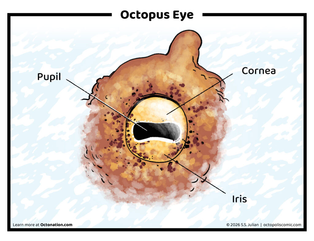 Octopus Anatomy: A Complete Guide, Inside & Out | OctoNation