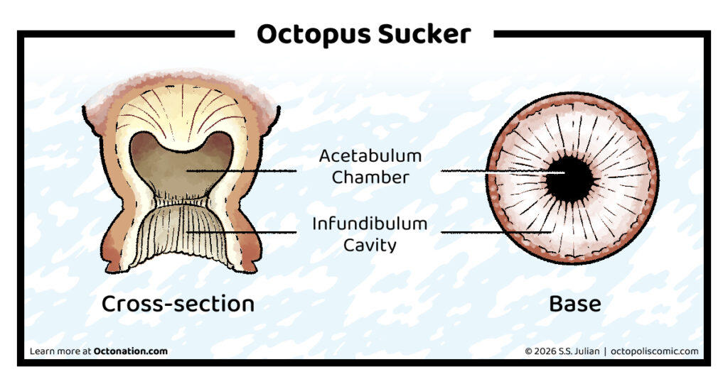 Octopus Anatomy: A Complete Guide, Inside & Out | OctoNation