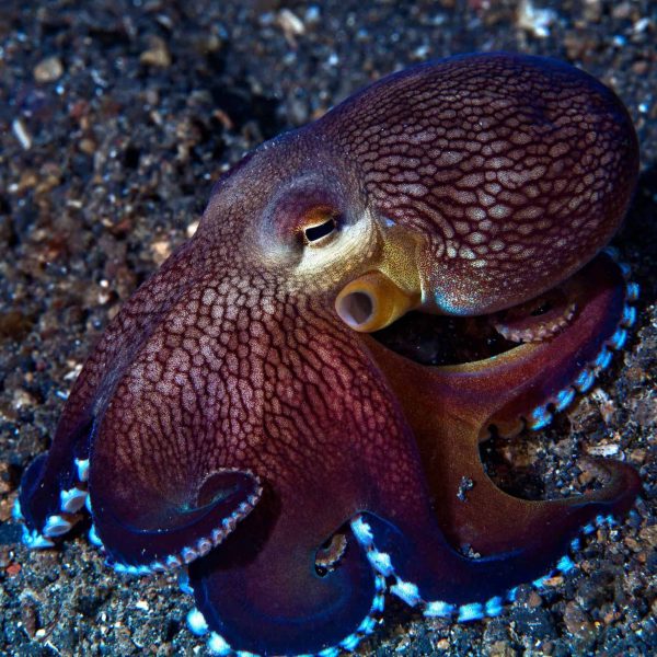 do coconut octopus glow