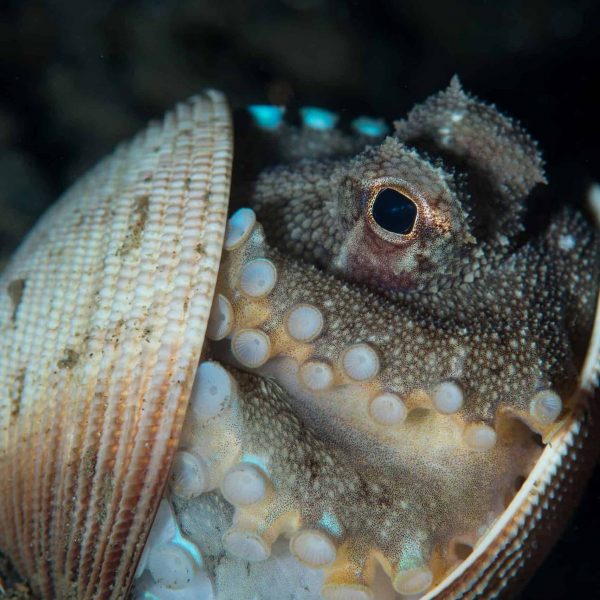 do coconut octopus glow