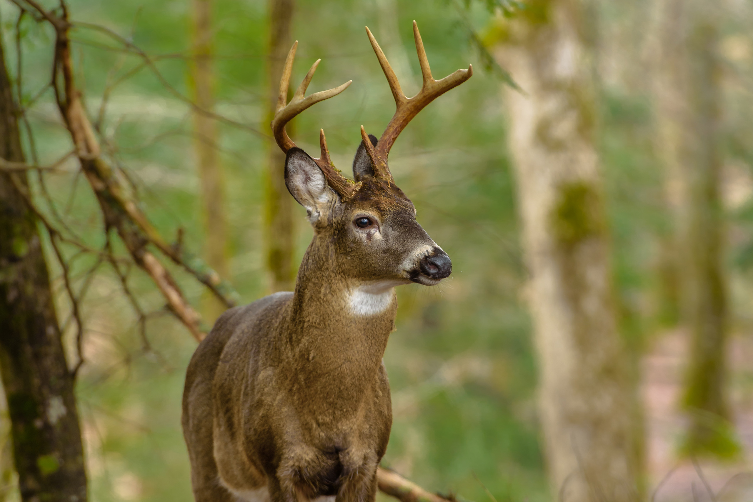 The Science Behind A Deer’s Exceptional Sense of Smell - Rutted-Up ...